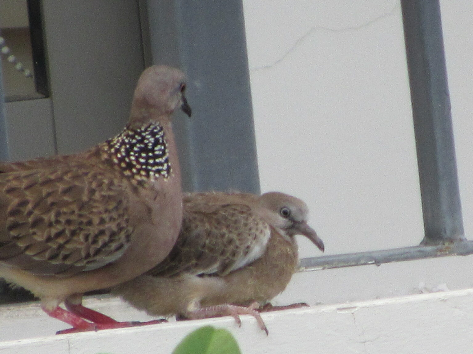 Spotted Neck Dove reproductive history - Bird Ecology Study Group