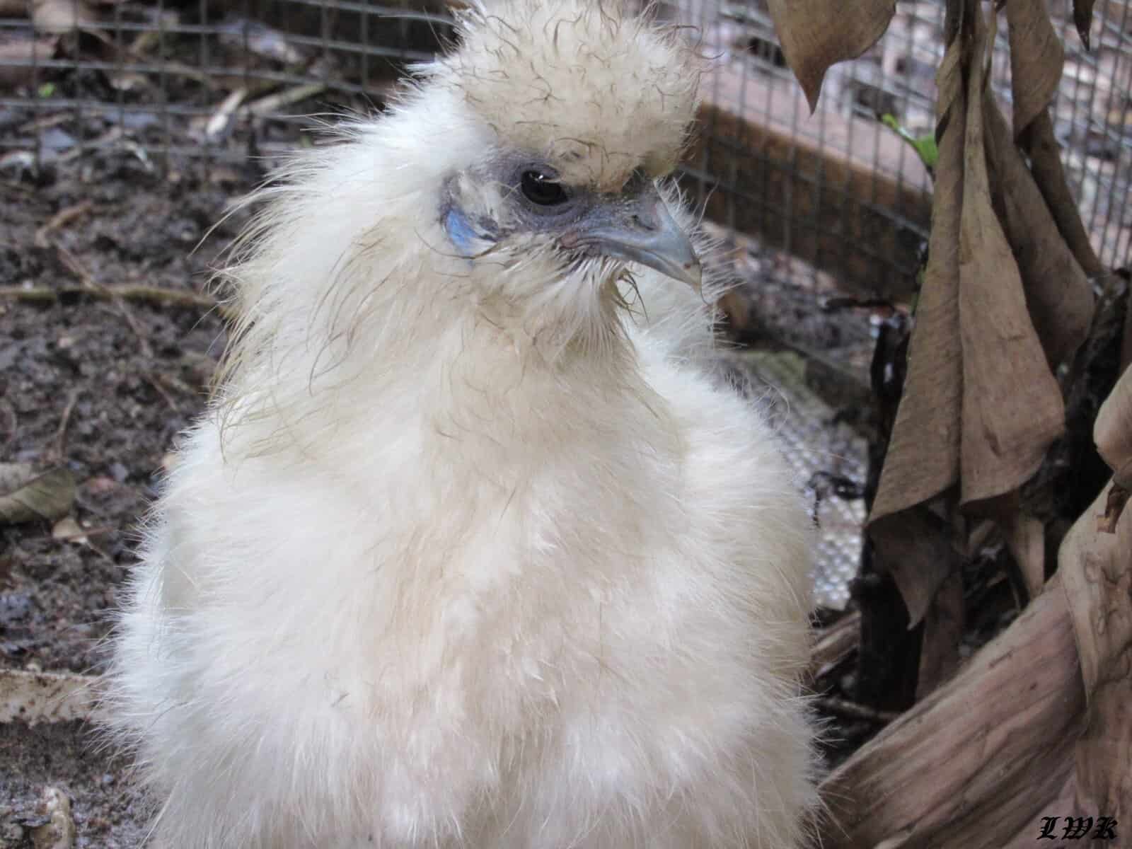 Silkie Chicken - Bird Ecology Study Group