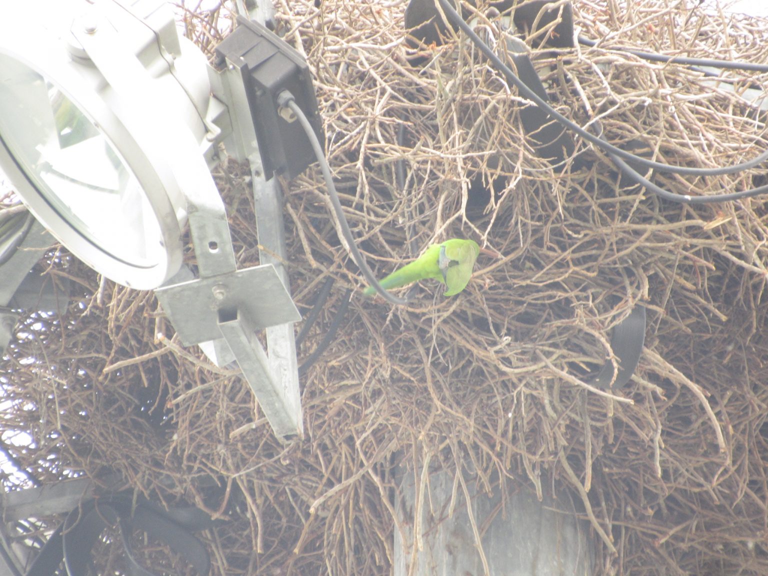 Monk parakeets commune nesting at Pasir Ris Park - Bird Ecology Study Group
