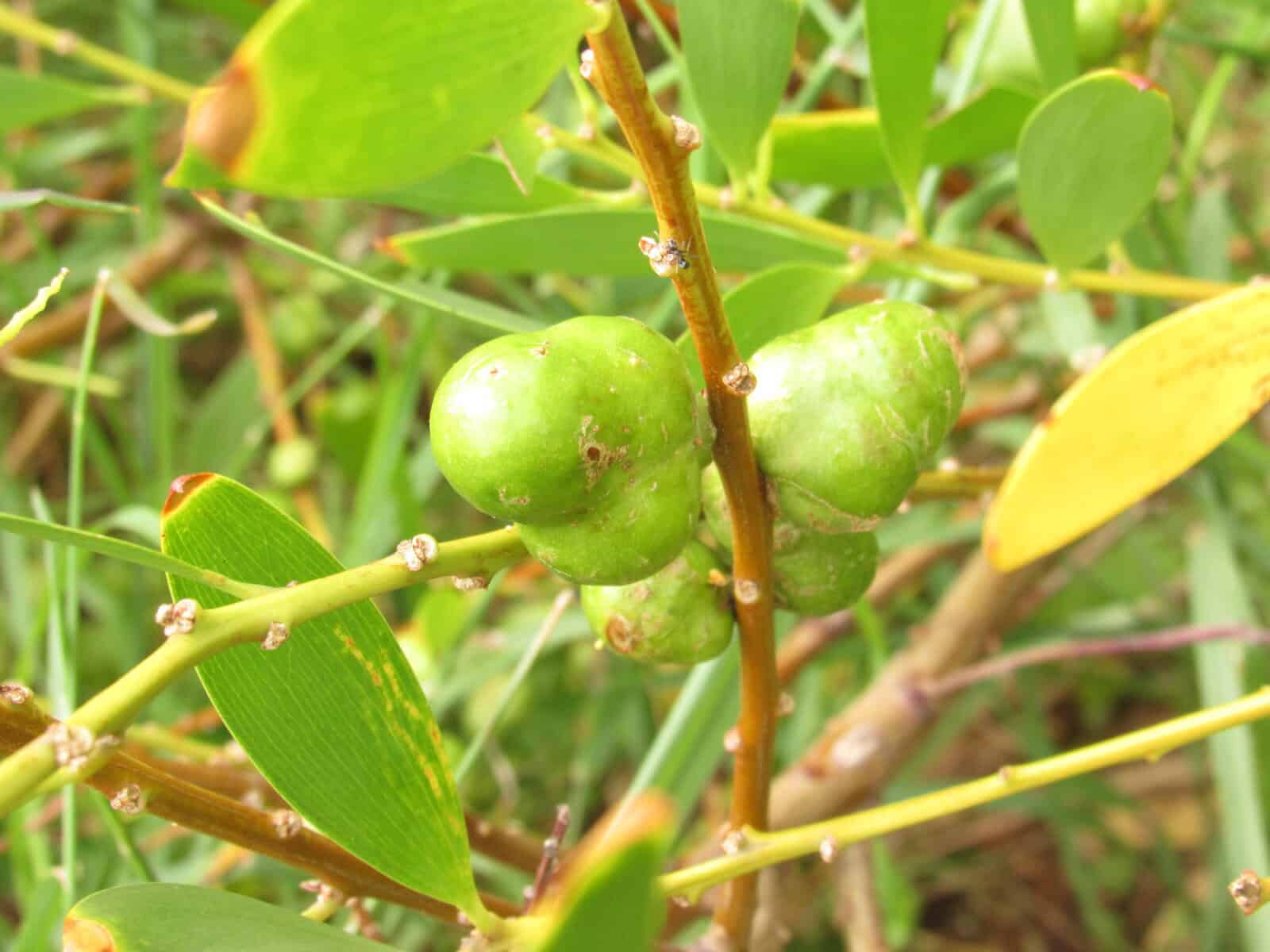 Apple galls of Acacia longifolia - Bird Ecology Study Group