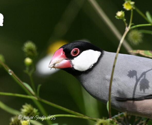 Food item for the Java Sparrow - Bird Ecology Study Group