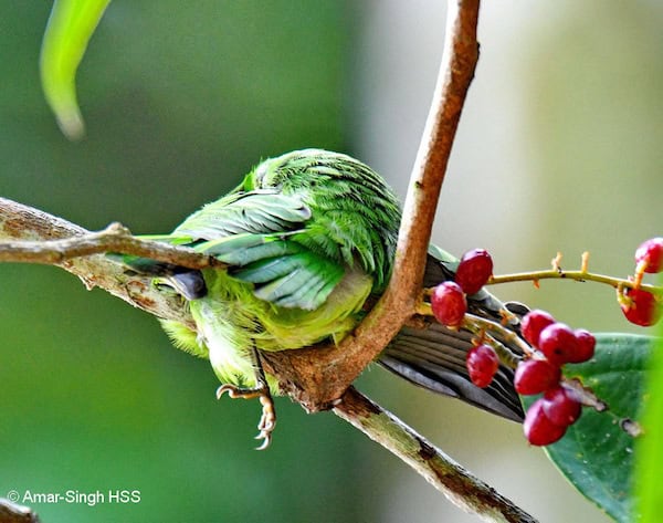 An injured Lesser Green Leafbird - Bird Ecology Study Group