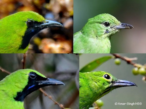 Lesser vs. Greater Green Leafbirds - Bird Ecology Study Group