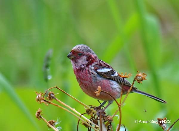 Long-tailed Rosefinch of Japan - Bird Ecology Study Group