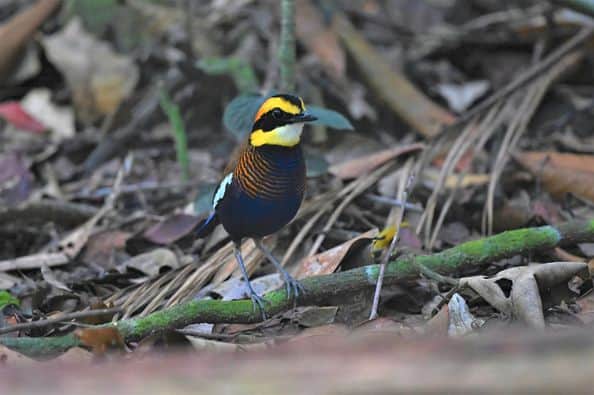 Malayan Banded Pitta - Bird Ecology Study Group