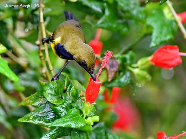 Olive-backed Sunbird – feeding technique - Bird Ecology Study Group