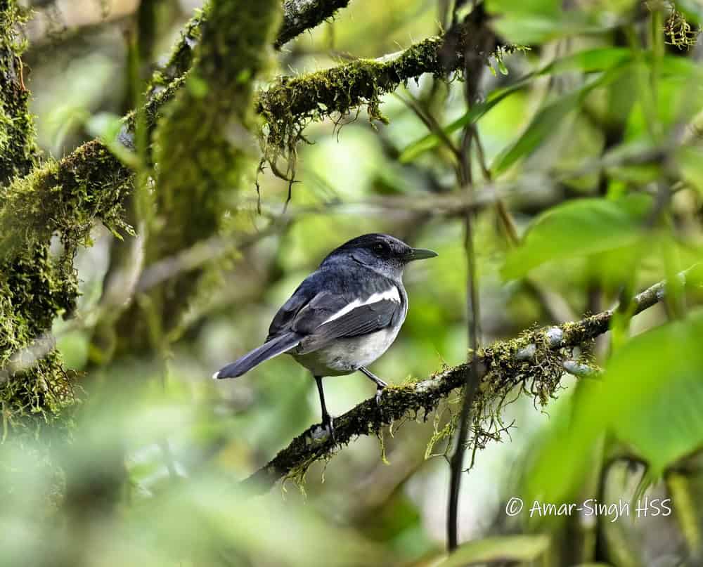 Higher Altitude Extension of the Oriental Magpie-Robin Copsychus ...