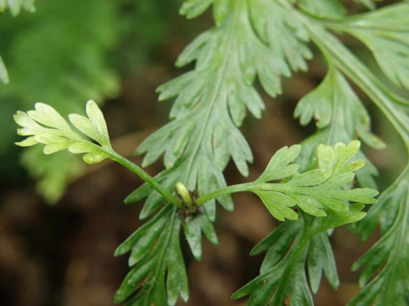 Asplenium bulbiferum, Hen & chicken fern - Bird Ecology Study Group