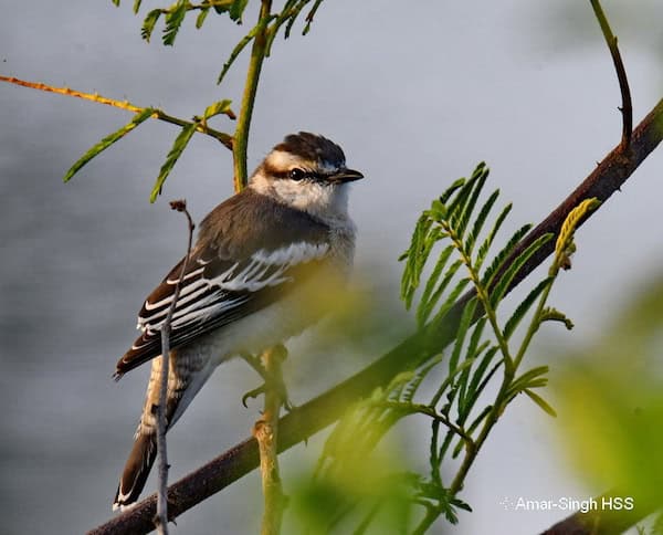 Pied Triller - a bird often overlooked and unappreciated - Bird Ecology ...