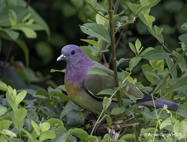 Pink-necked Green-pigeon - miscellaneous images - Bird Ecology Study Group