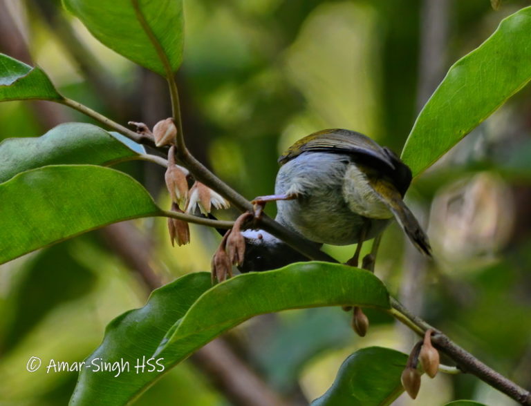 Birds feeding on Mimusops elengi (Tanjong Tree, Bunga Tanjung or ...