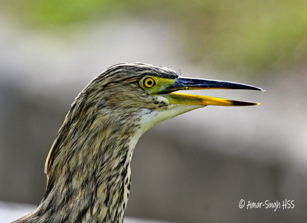 Gular Flutter by Pond-Heron species (Ardeola sp.) - Bird Ecology Study ...