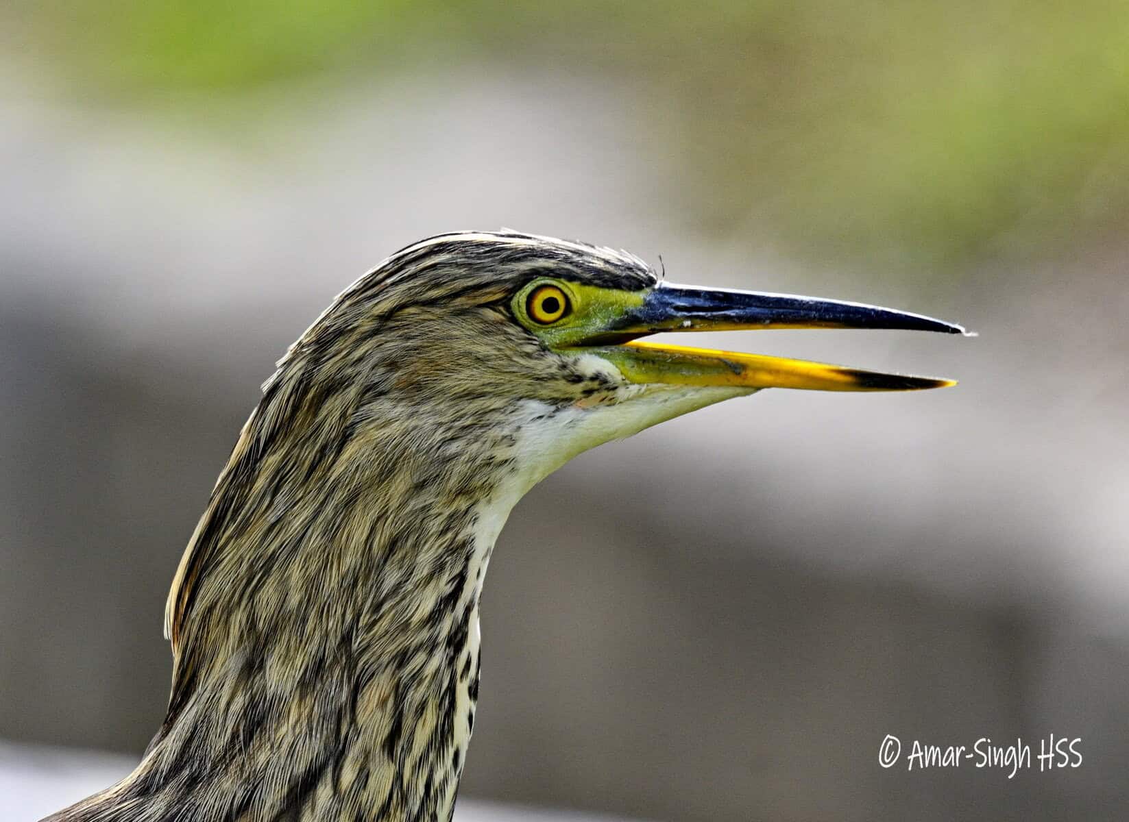 Gular Flutter by Pond-Heron species (Ardeola sp.) - Bird Ecology Study ...