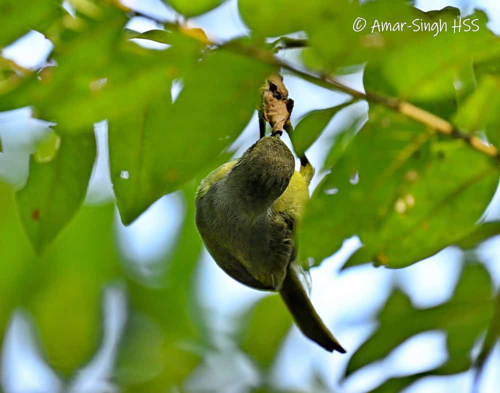 New Food Item for Ruby-cheeked Sunbird Chalcoparia singalensis - Bird ...