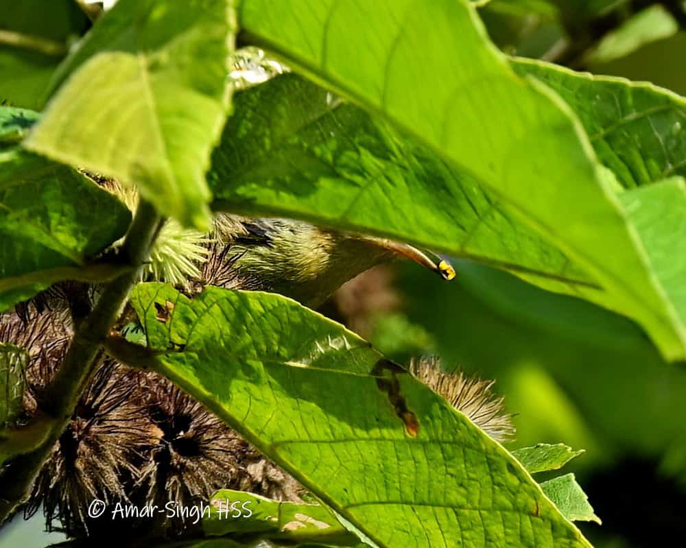 New Food Item for the Ruby-cheeked Sunbird Chalcoparia singalensis ...
