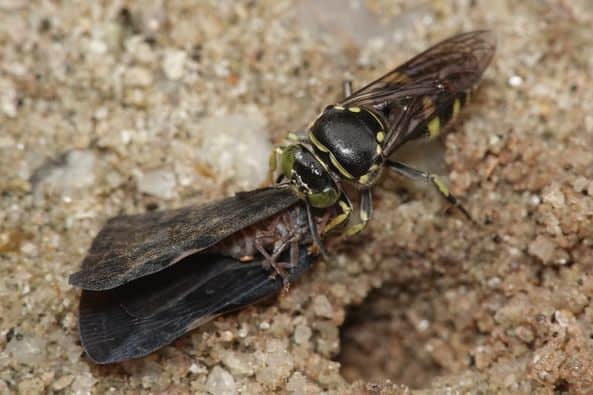 Sand wasp with Planthopper prey - Bird Ecology Study Group