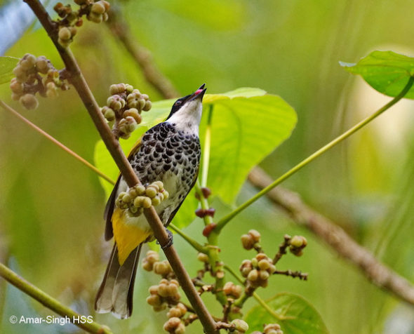 Scaly-breasted Bulbul at a Macaranga tree - Bird Ecology Study Group