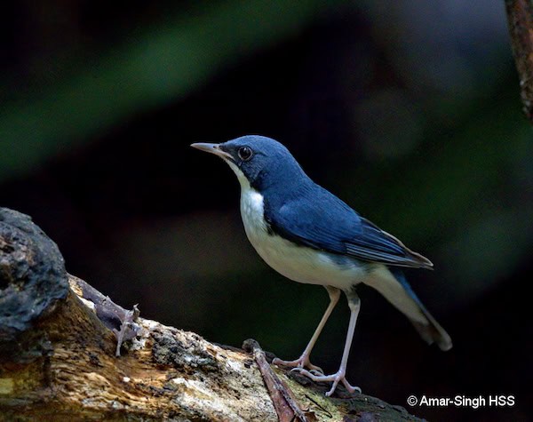 The Siberian Blue Robin - migrant - Bird Ecology Study Group
