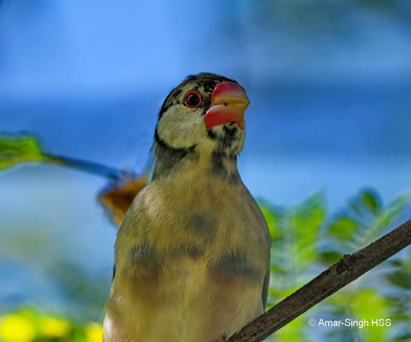 Java Sparrow - Bird Ecology Study Group