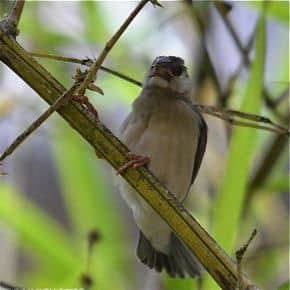 Java Sparrow juveniles feeding on bamboo seeds - Bird Ecology Study Group