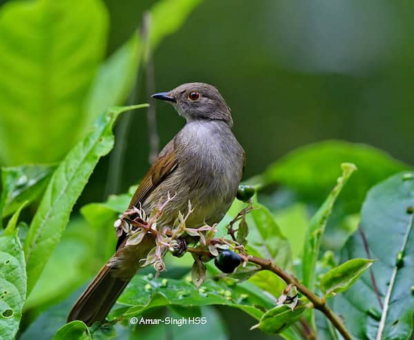 Images of the Spectacled Bulbul - Bird Ecology Study Group