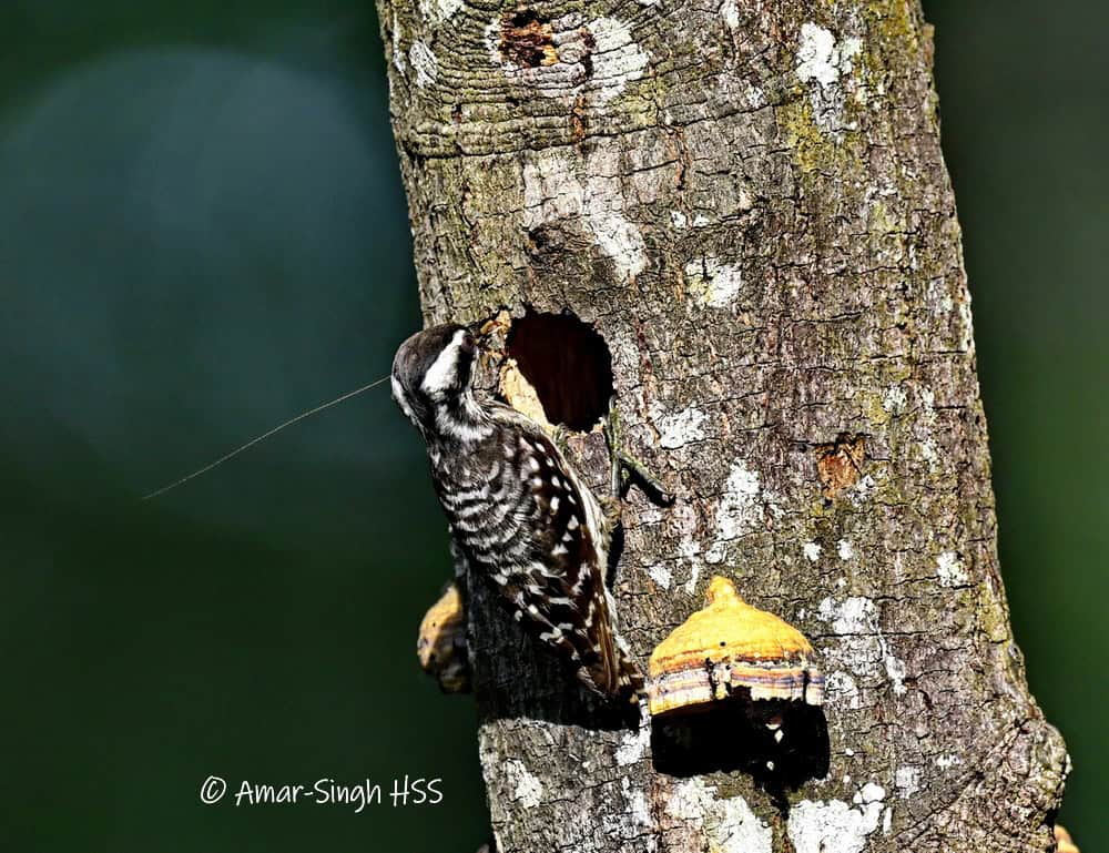 Nesting Sunda Pygmy Woodpeckers Yungipicus moluccensis: Food Items ...