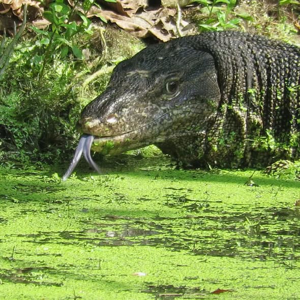 WATER MONITOR TONGUE FLICKING - Bird Ecology Study Group