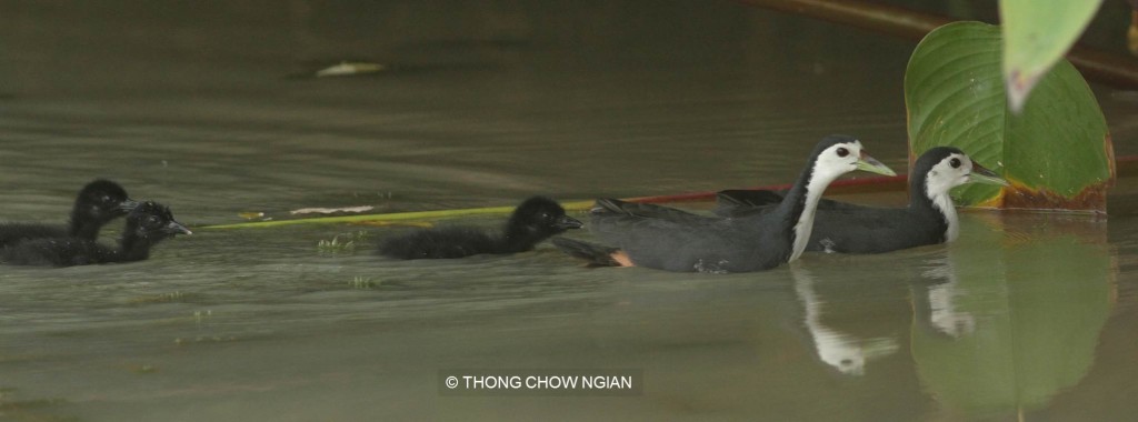 White-breasted Waterhen family swimming together - Bird Ecology Study Group