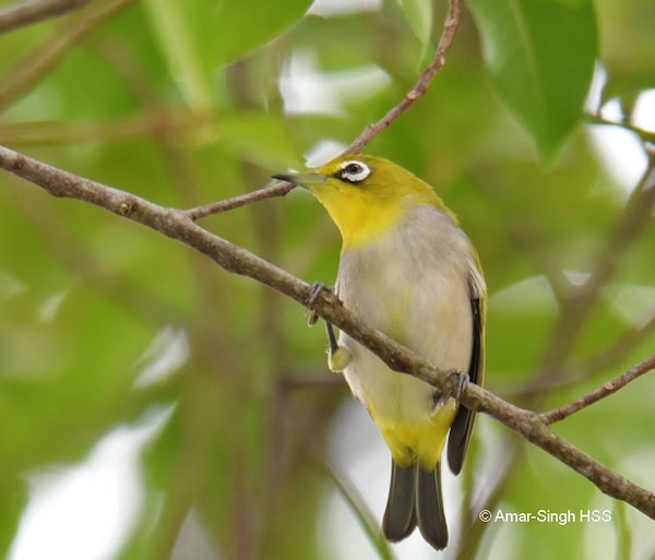 White-eye for ID - Swinhoe’s White-eye? - Bird Ecology Study Group