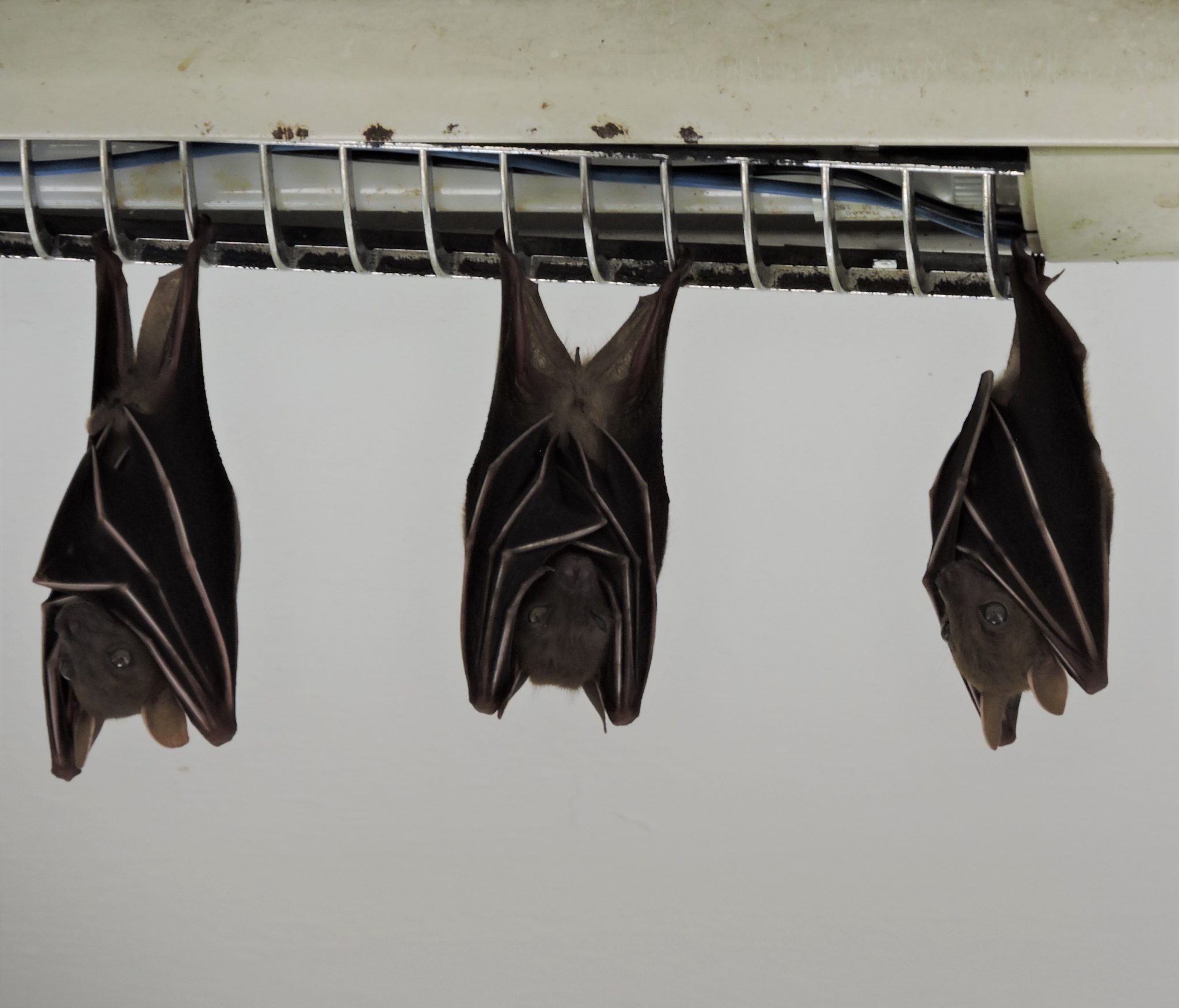 Cynopterus brachyotis (lesser dog-faced bat) in Methodist College Kuala ...