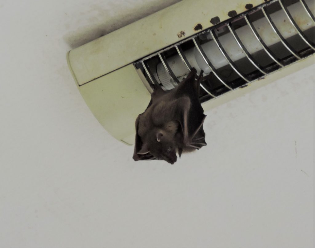 Cynopterus brachyotis (lesser dog-faced bat) in Methodist College Kuala ...