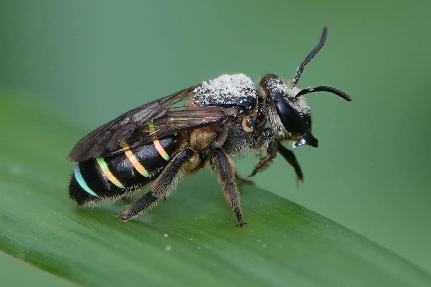 Striped Nomia (Nomia strigata) with dusting of pollens - Bird Ecology ...