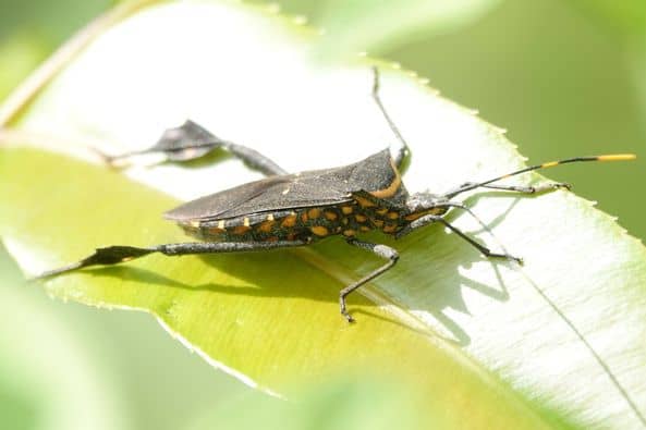 Citron bug Leptoglossus gonagra - Bird Ecology Study Group