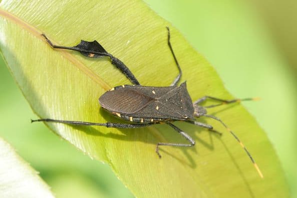 Citron bug Leptoglossus gonagra - Bird Ecology Study Group