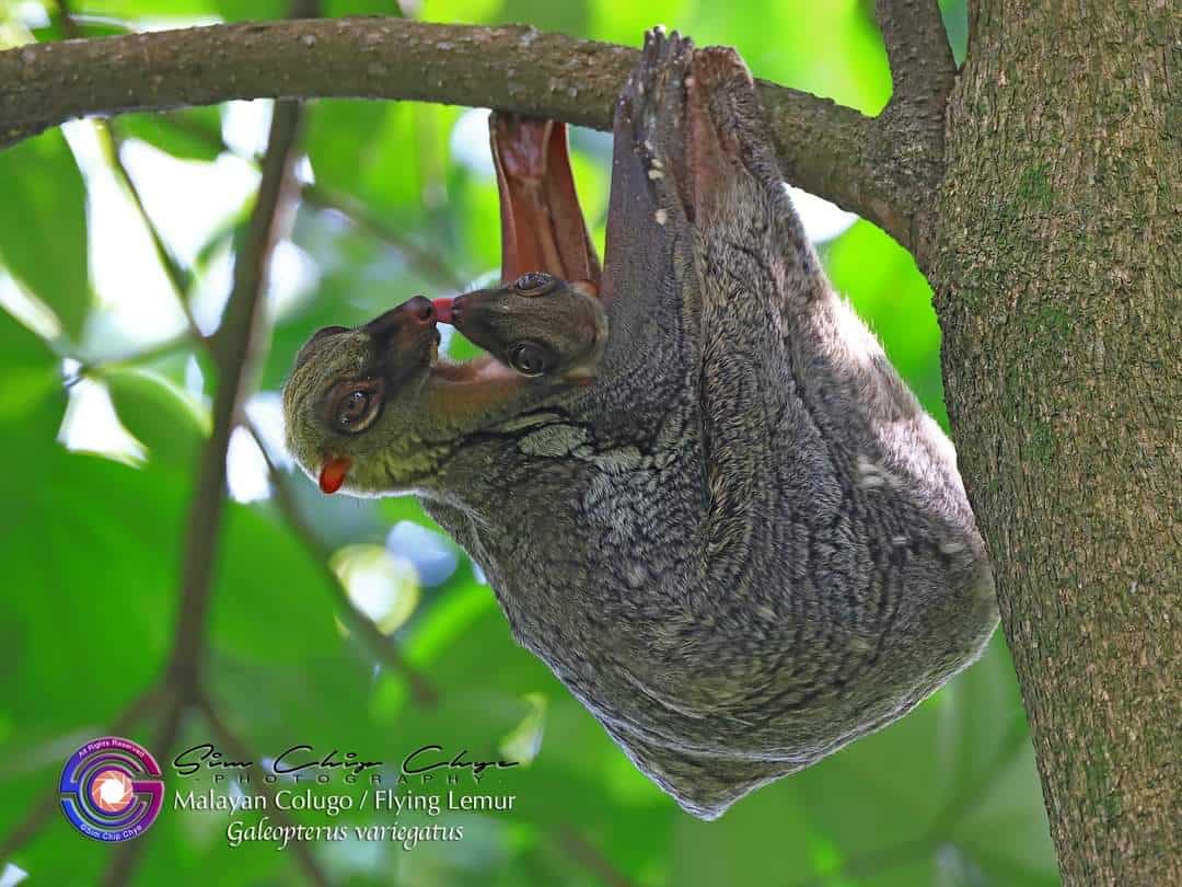 Colugo mother and baby - Bird Ecology Study Group