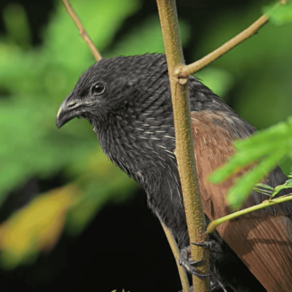 Home - Bird Ecology Study Group