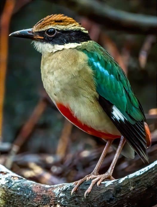 Fairy pitta (Pitta nympha) photography at Hindhede Nature Park ...