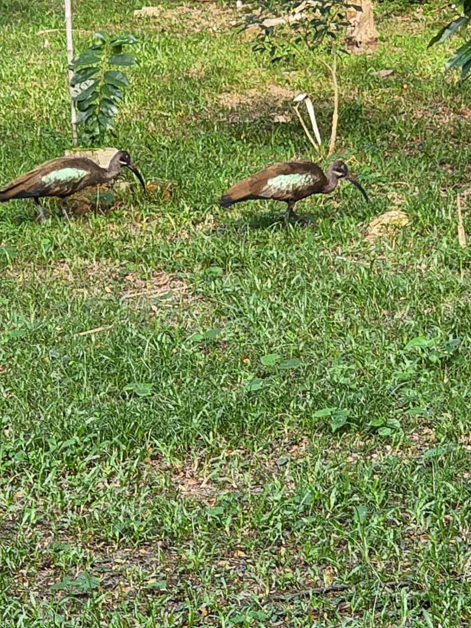 Hadada Ibis foraging in Brickfields, Kuala Lumpur - Bird Ecology Study ...