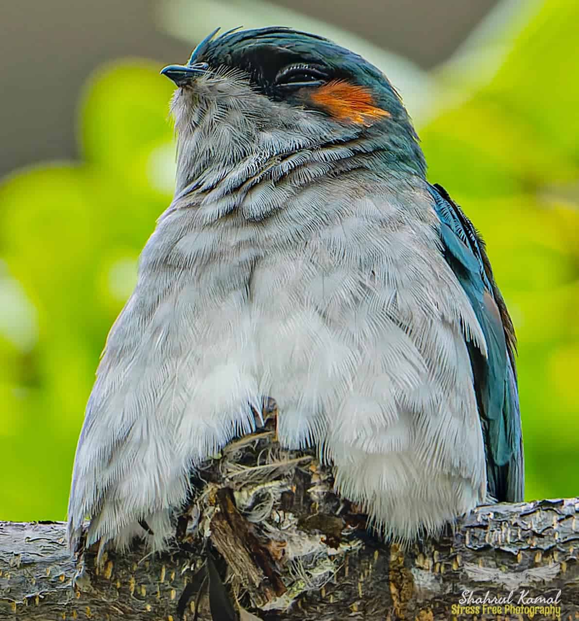 Grey-rumped Treeswift Couple - Bird Ecology Study Group