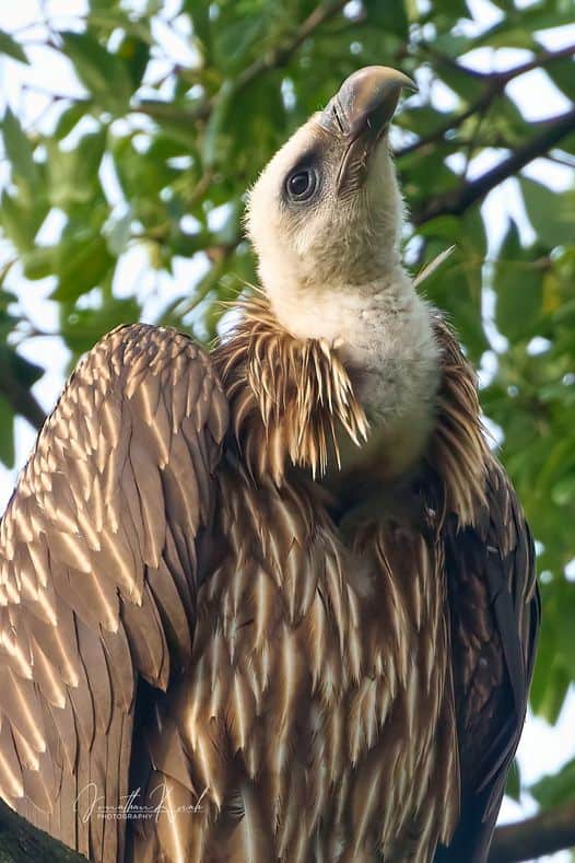 Himalayan griffons (Gyps himalayensis) returned to Singapore - Bird ...