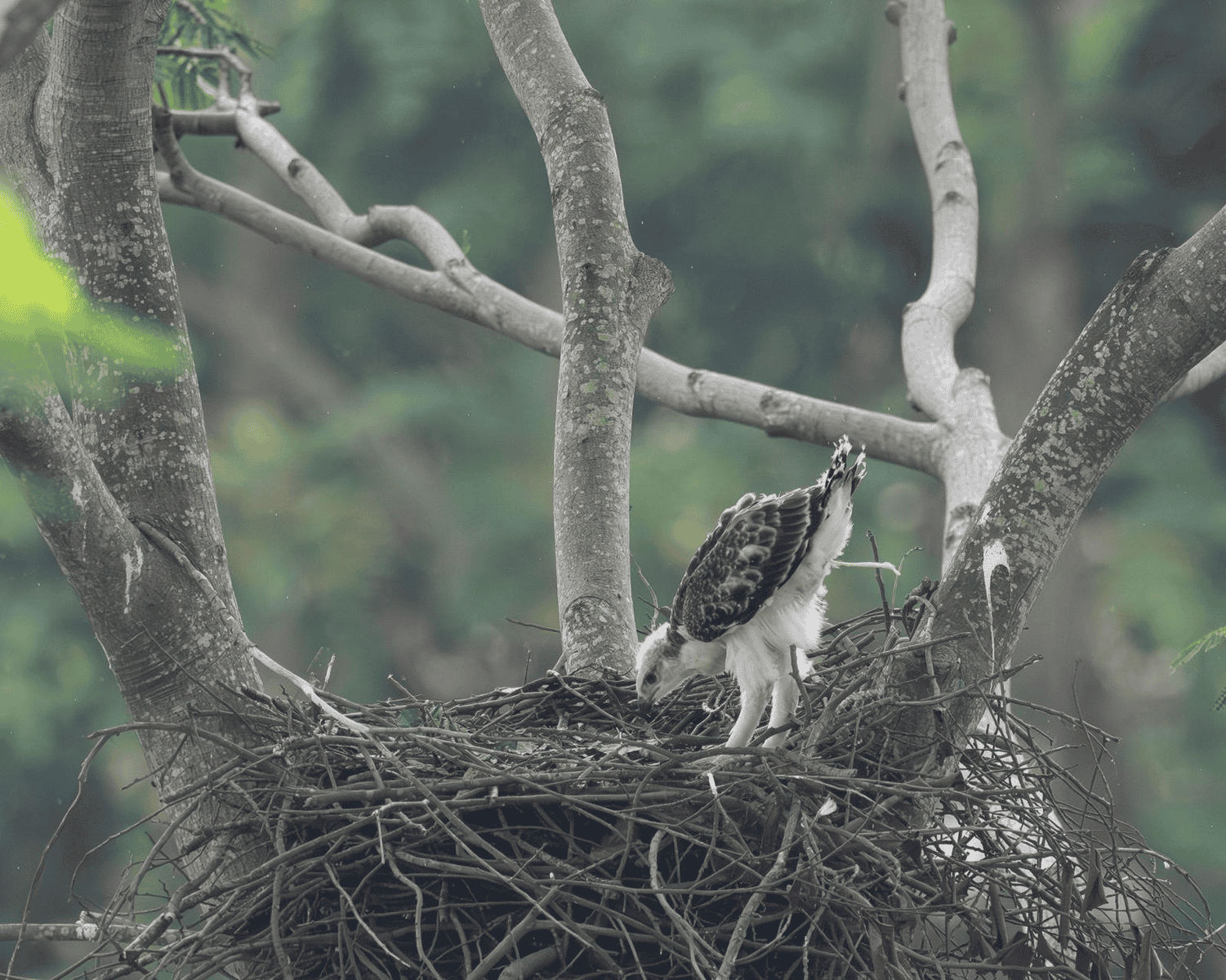 Changeable hawk-eagle morphs - Bird Ecology Study Group