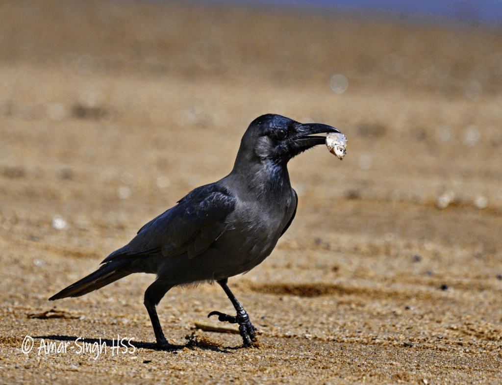 House Crow Feeding on Fish & Crabs - Bird Ecology Study Group