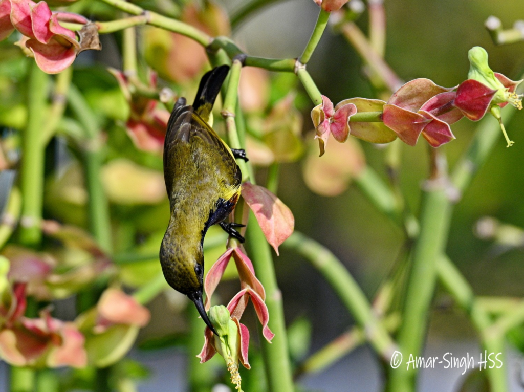 A Little Bird Flower for a Little Sunbird - Bird Ecology Study Group