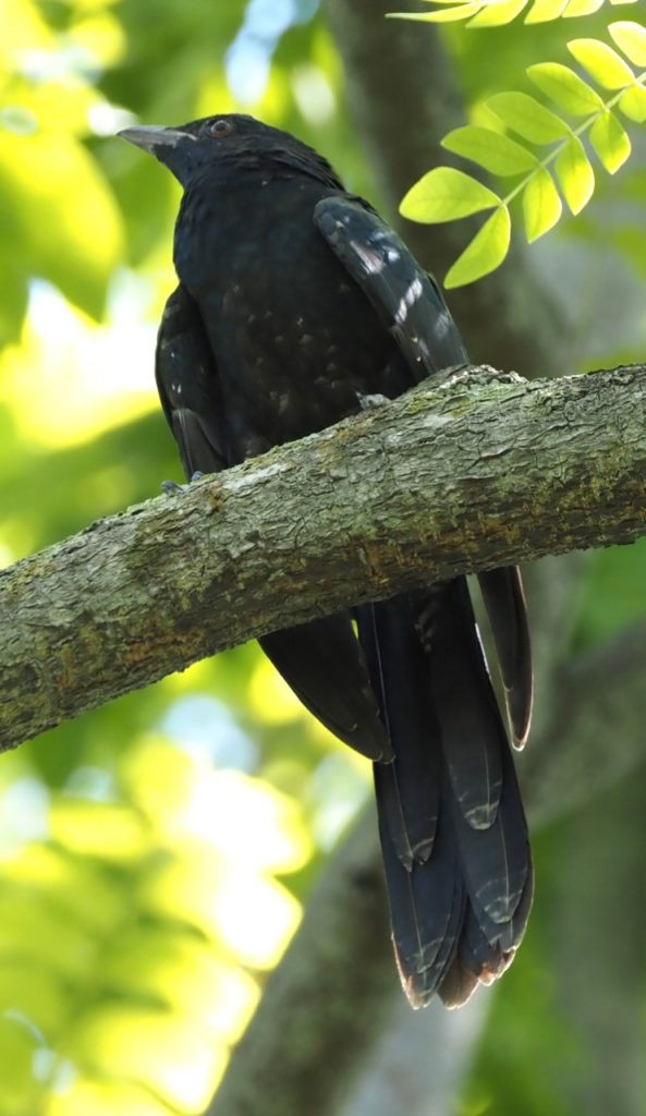 Juvenile koel with crows - Bird Ecology Study Group