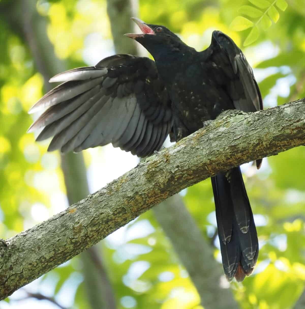 Juvenile koel with crows - Bird Ecology Study Group