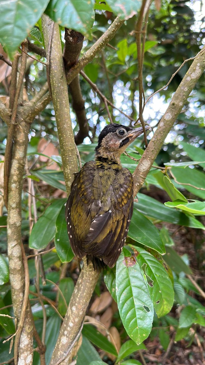 Laced Woodpecker mother feeds chick with regurgitated food - Bird ...