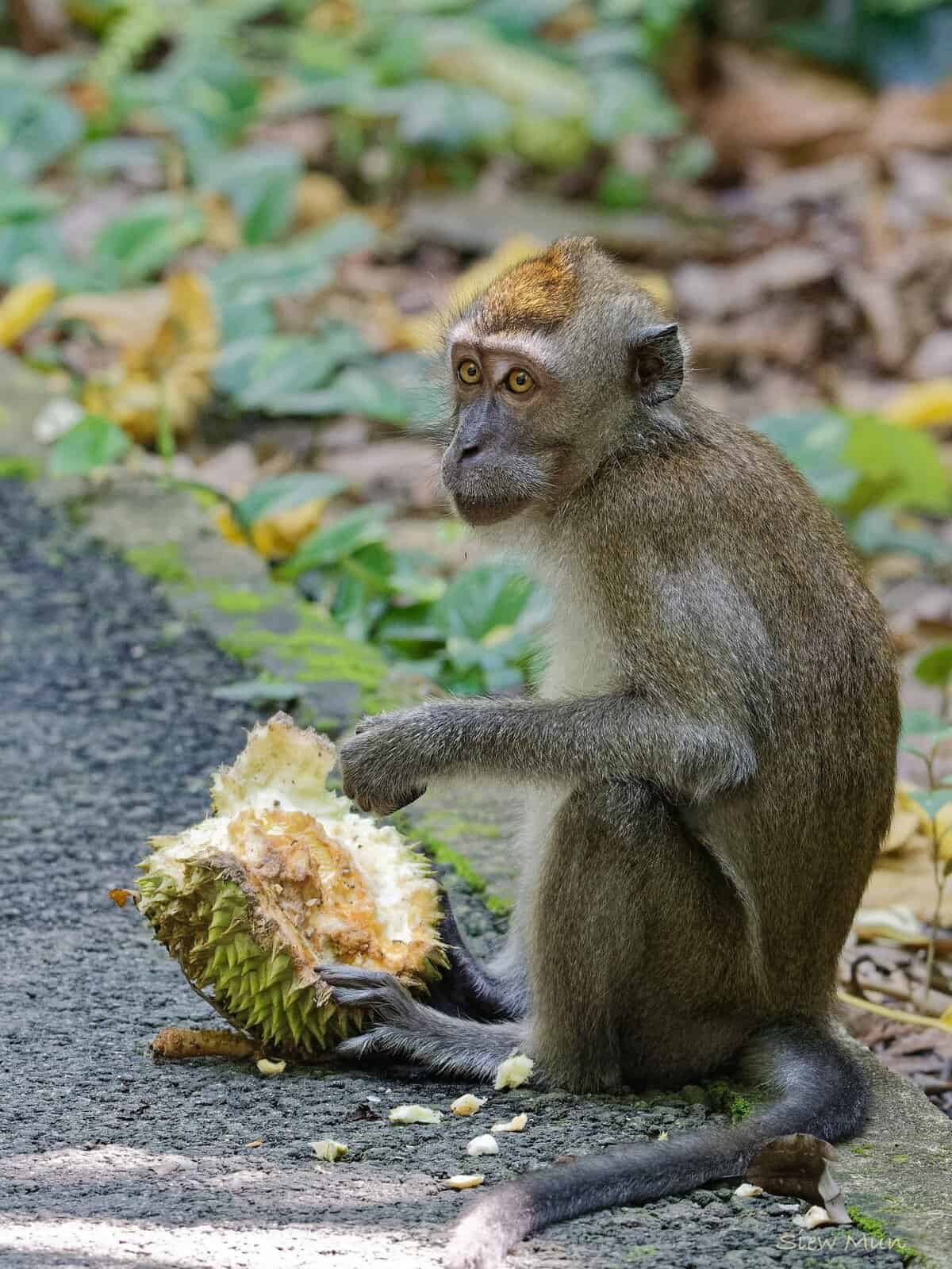 Long-tailed macaque feeds on durian - Bird Ecology Study Group