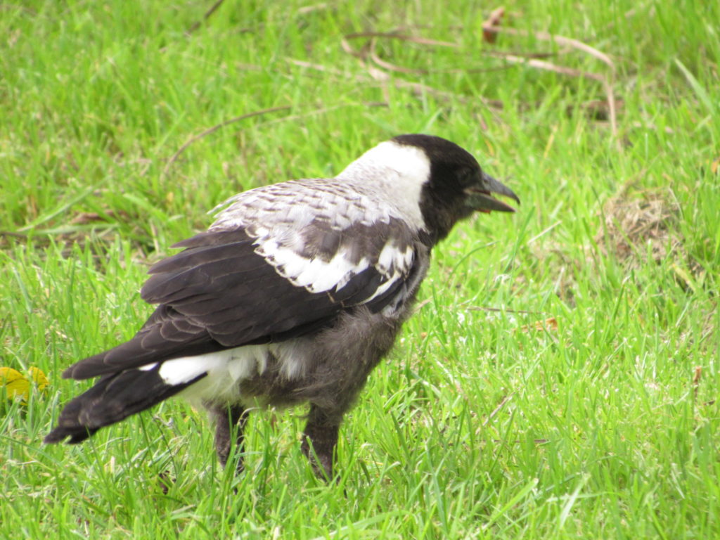 Juvenile Australian Magpies playing wrestling - Bird Ecology Study Group