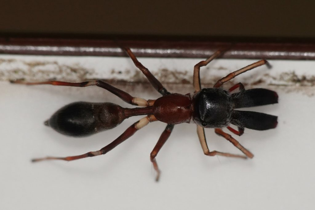 Bicolor Ant-Mimicking Jumping Spider Myrmarachne melanocephala - Bird ...
