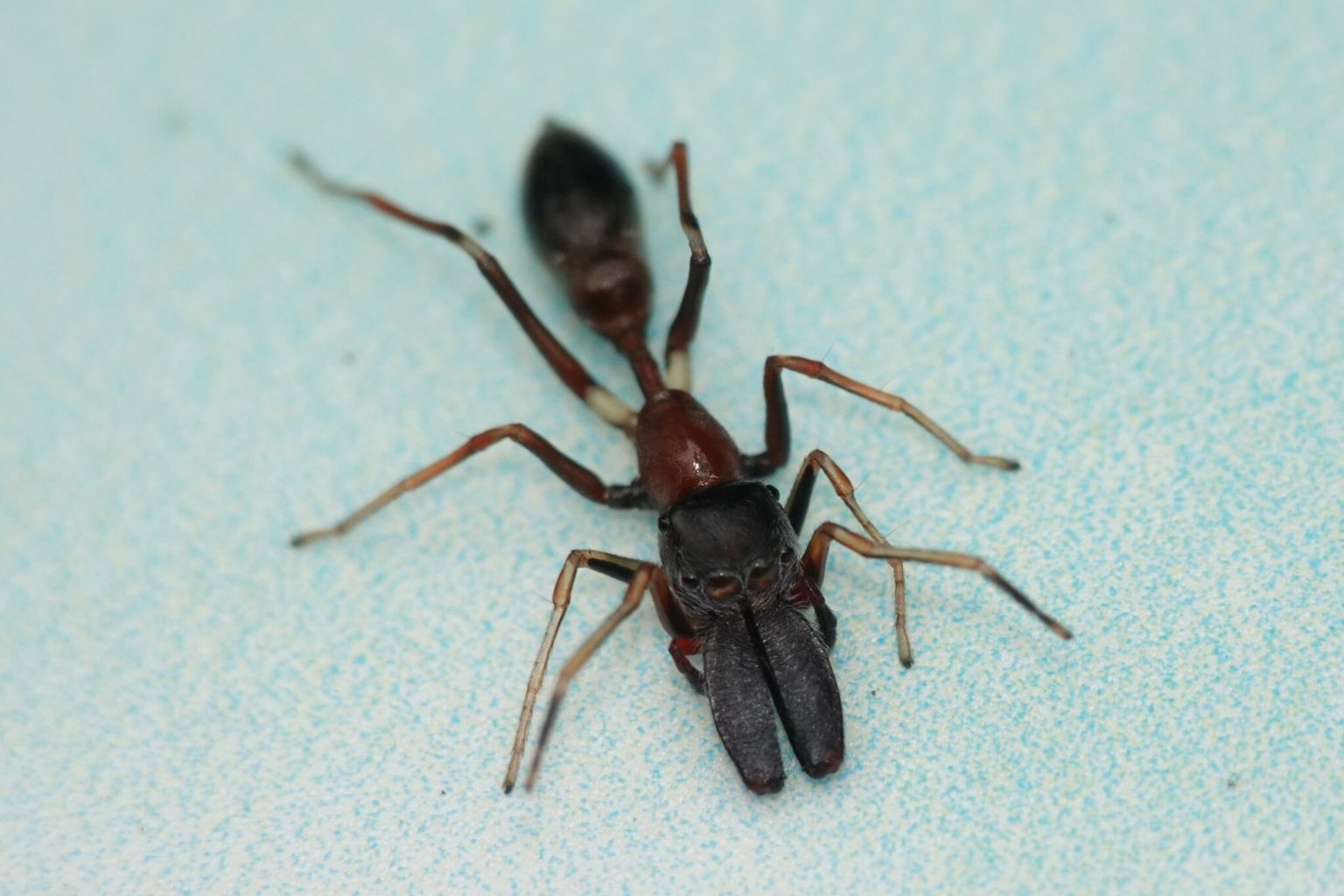 Bicolor Ant-Mimicking Jumping Spider Myrmarachne melanocephala - Bird ...